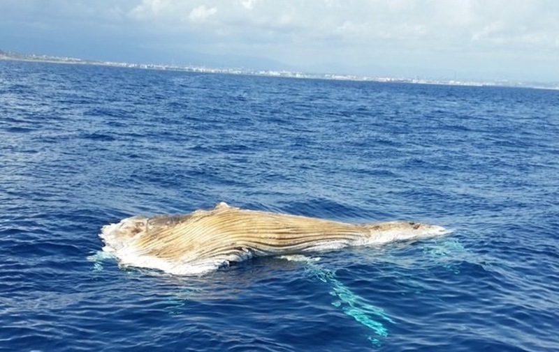 Aparece muerta una ballena de más de 10 metros