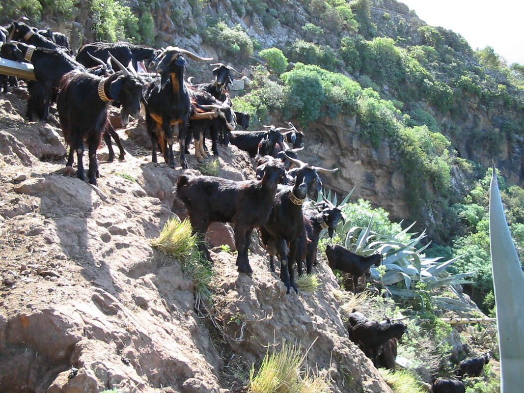 ¿Qué hacer cuando la cabra tira al monte?