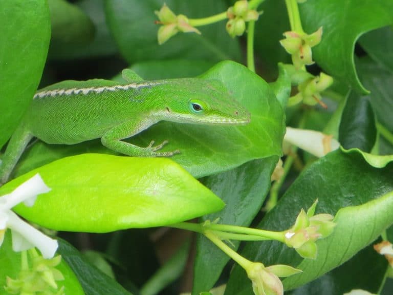 Anolis verde en Tenerife: capturan más de 1.500 ejemplares en la Isla
