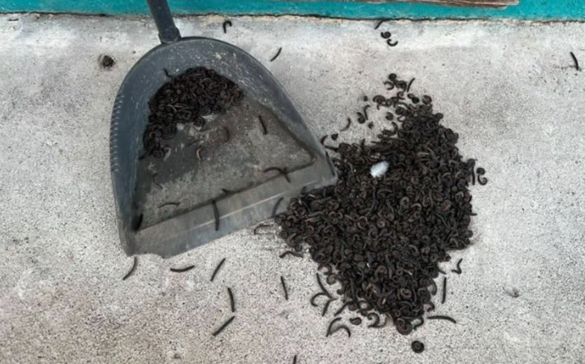 Invasión de bichos carreteros en Canarias