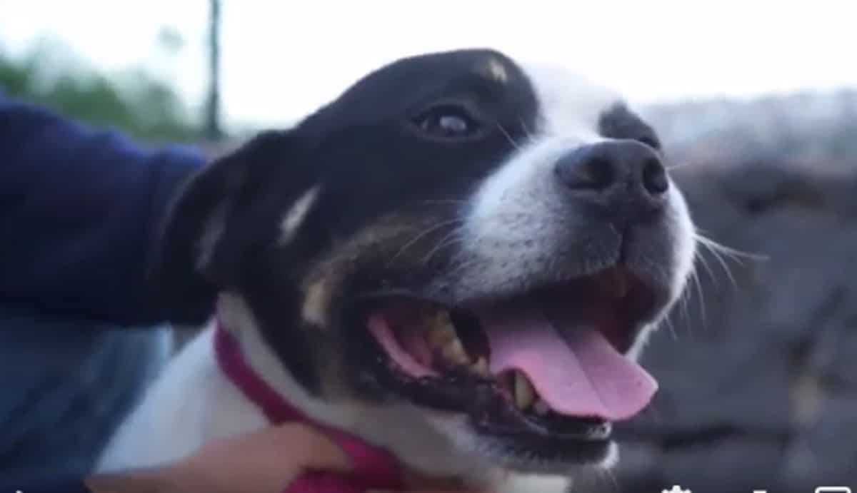 Buscan un hogar para Rufo, el perro que más tiempo lleva en Valle Colino