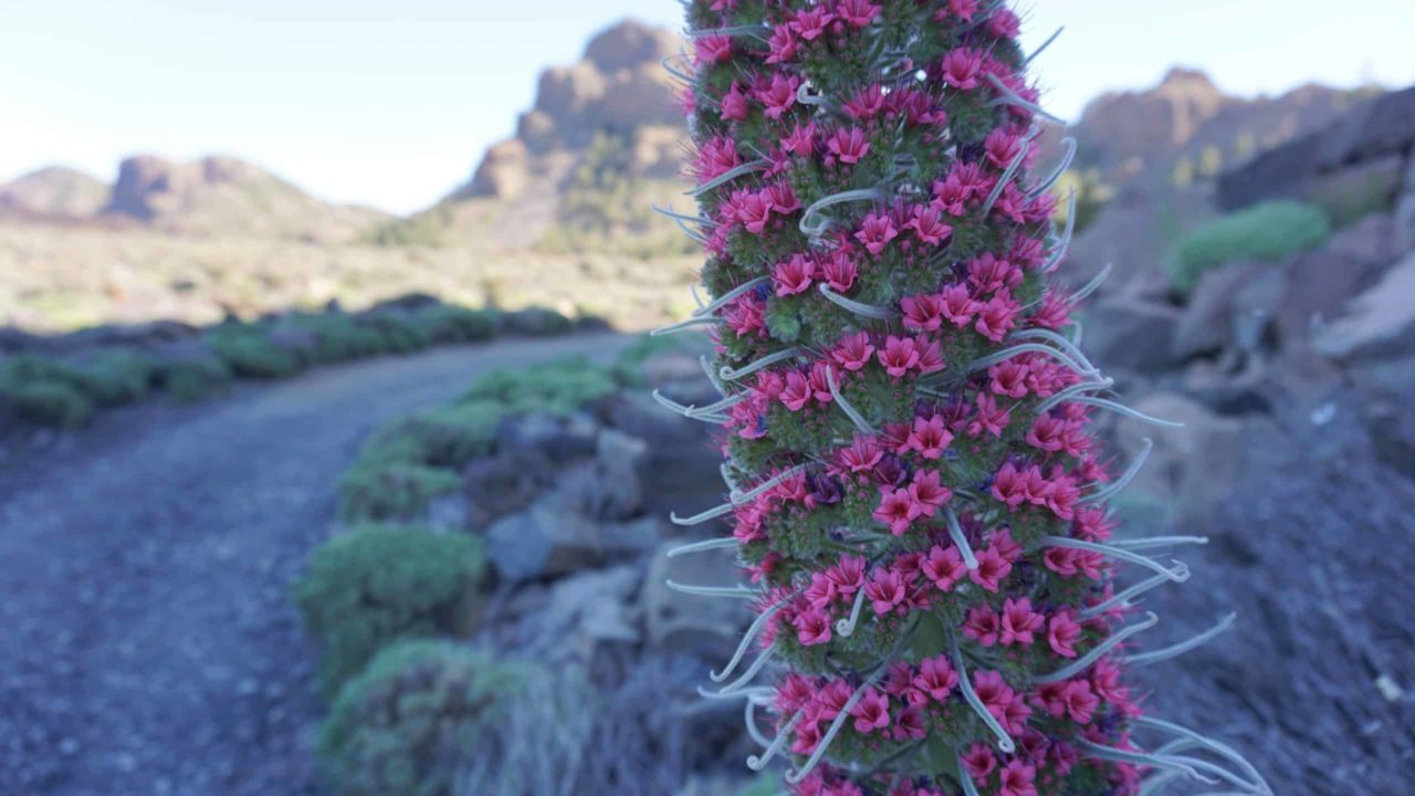 Un tajinaste crece en el lugar menos esperado de Tenerife: "Curioso el ...