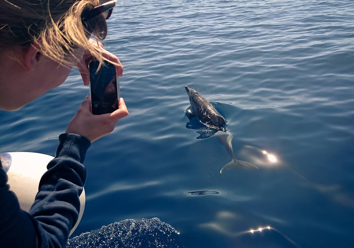 Avistan por primera vez delfines de Fraser en aguas de Lanzarote y ...