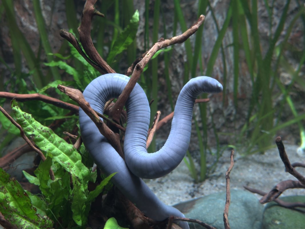 Cecilias, los anfibios más desconocidos