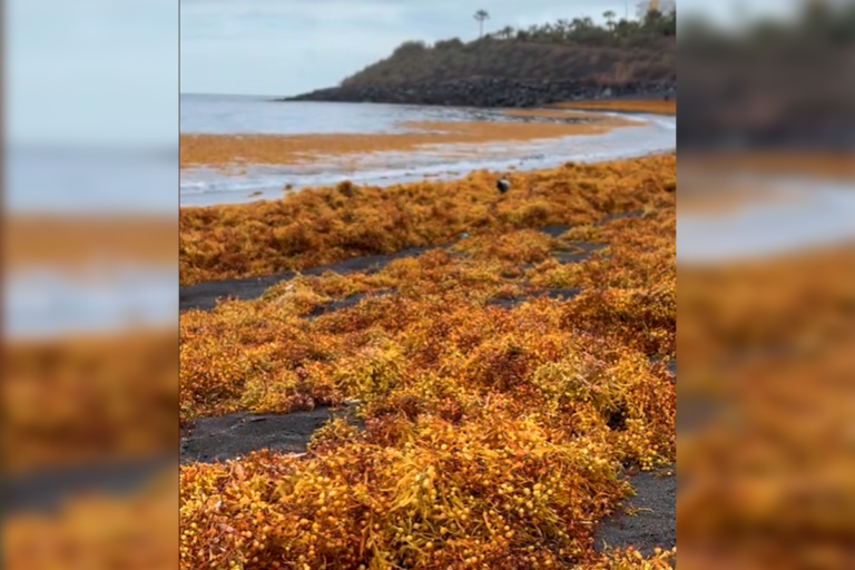 Así amanece Playa Chica, en El Médano: "El manto de algas no deja hueco ...