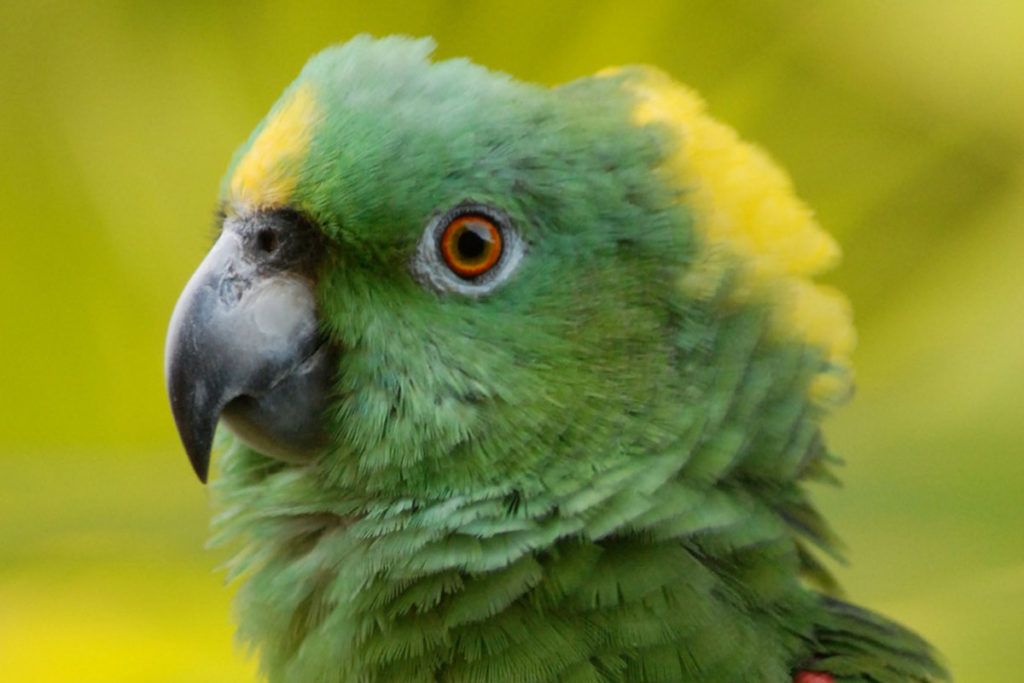 Loro Parque Fundación promueve el Proyecto de Conservación del Loro ...