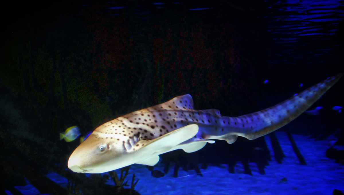 Elvis, el tiburón cebra más longevo de Europa cumple años en Loro Parque