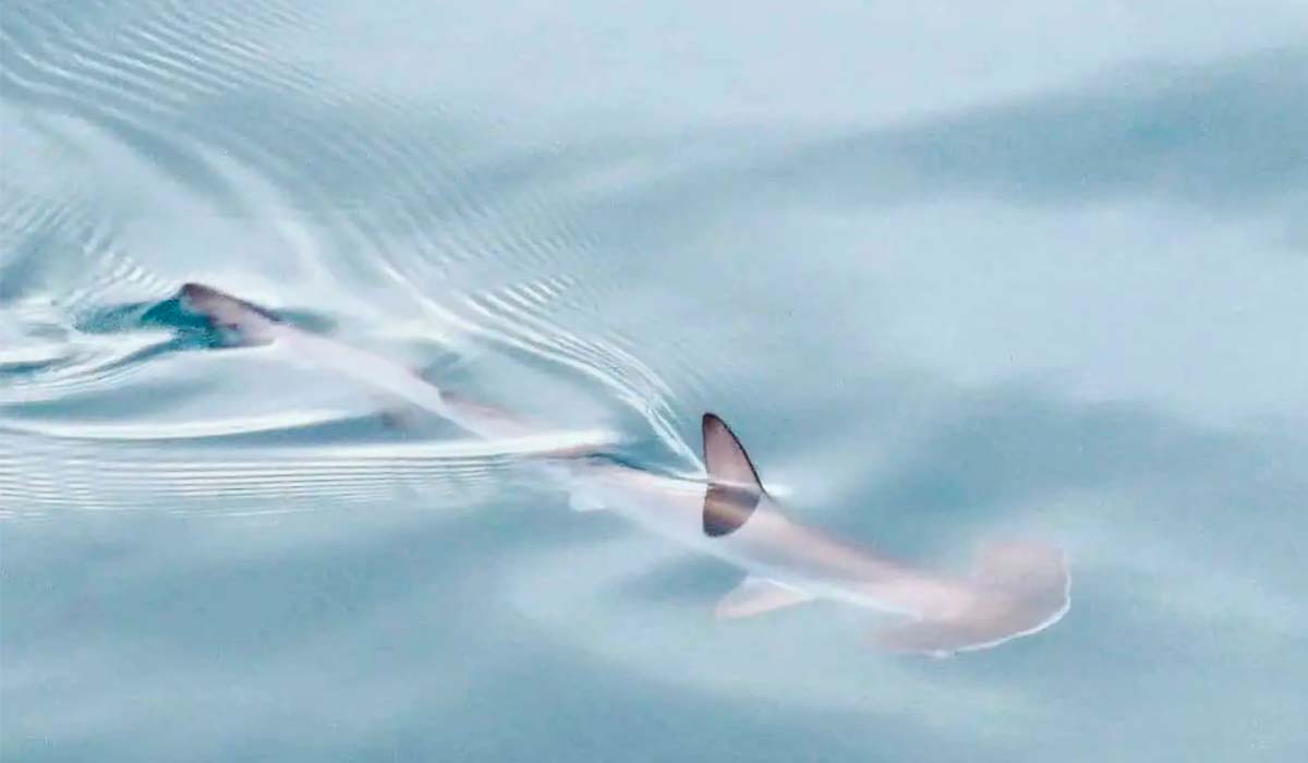 Avistan un "espectacular" tiburón en un puerto canario