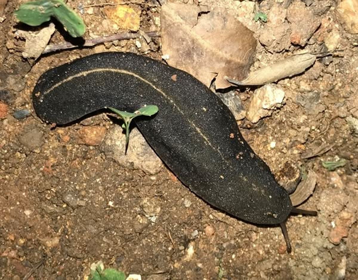 Alerta en Tenerife por la presencia de una babosa gigante: qué no hacer ...